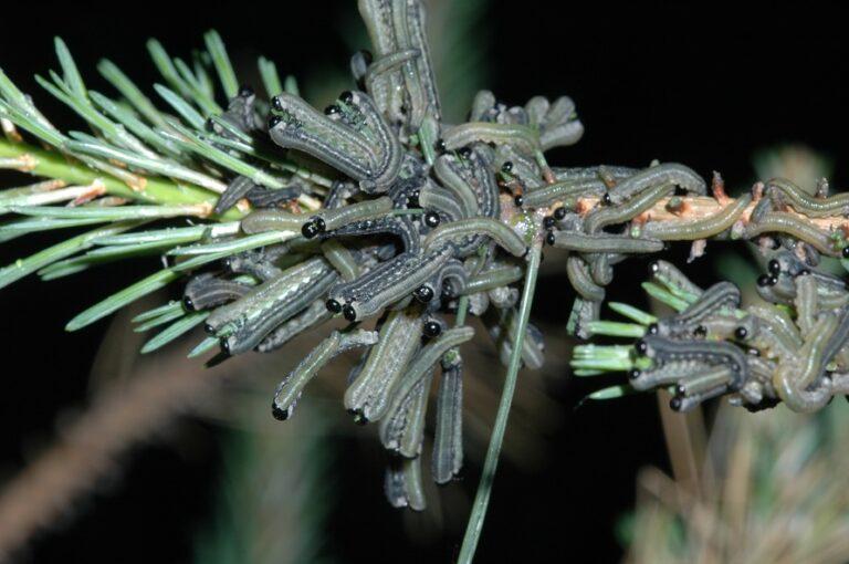 European Pine Sawfly Facts, Identification and Pictures