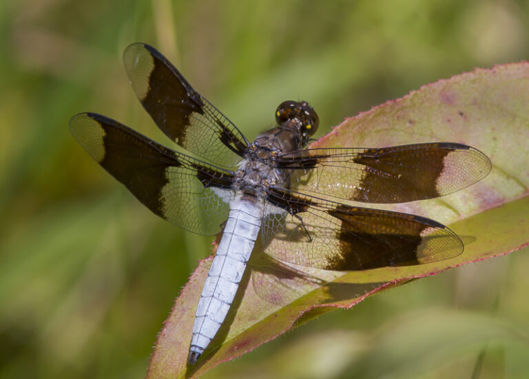 Common Whitetail Facts, Description, and Pictures