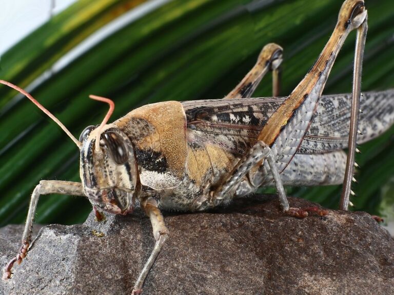 Gray Bird Grasshopper: Facts, Identification and Pictures