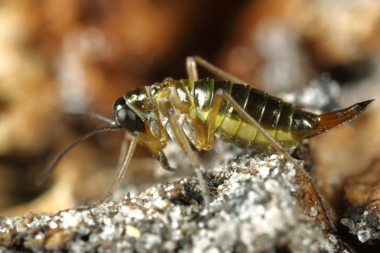 Snow Scorpionfly: Facts, Identification and Pictures