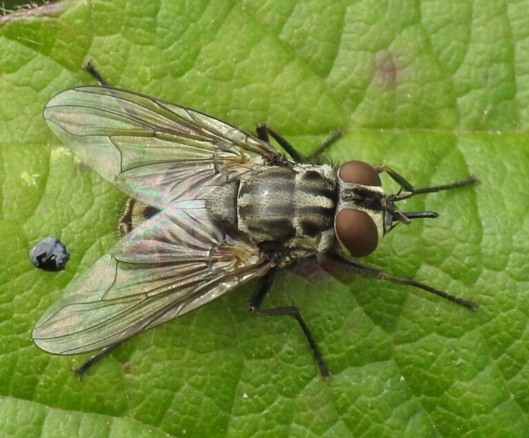 Tiger Bee Fly Facts, Description, and Pictures