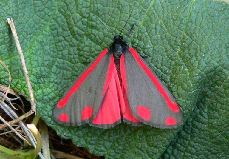 Cinnabar Moth Facts, Description, and Pictures