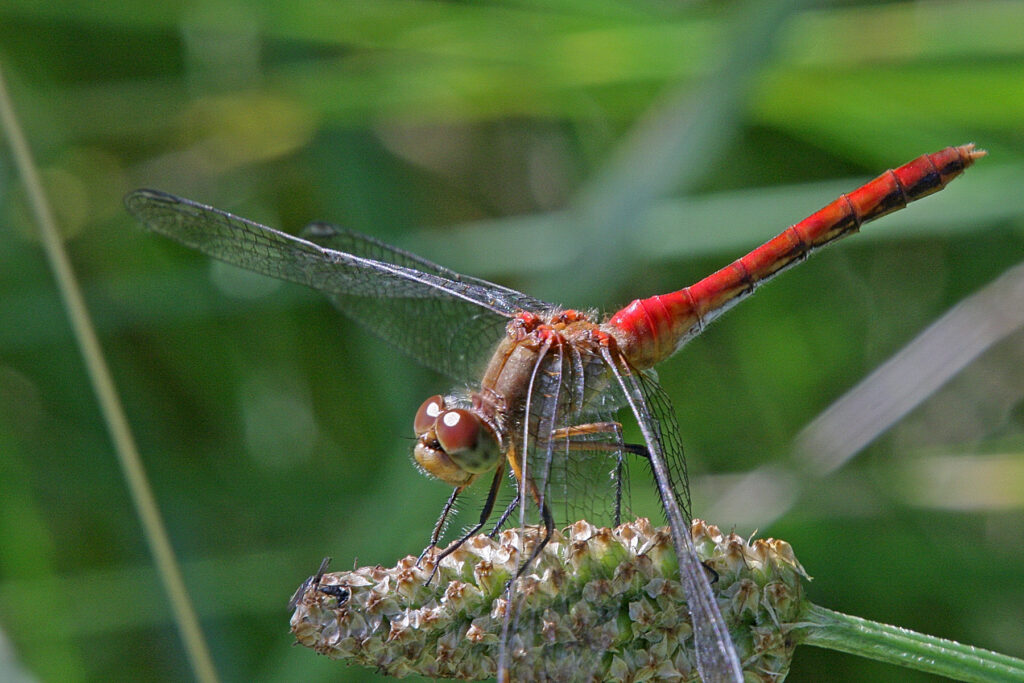 Autumn Meadowhawk Facts, Identification and Pictures