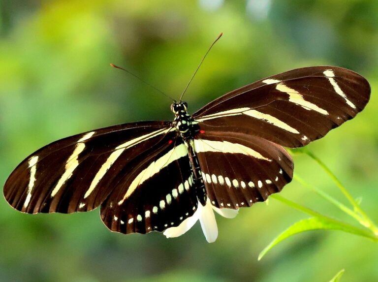 Zebra Longwing Butterfly Facts, Identification and Pictures