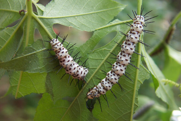 Zebra Longwing Butterfly Facts, Identification and Pictures
