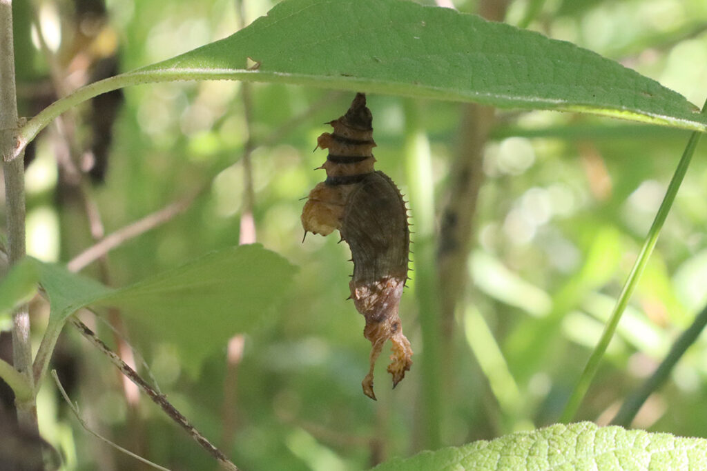 Zebra Longwing Butterfly Facts, Identification and Pictures