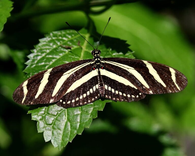 Zebra Longwing Butterfly Facts, Identification and Pictures