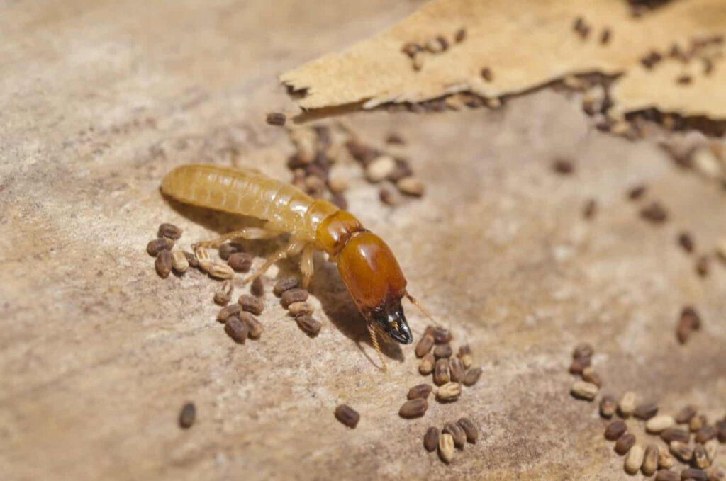 Drywood Termite Facts, Description, and Pictures
