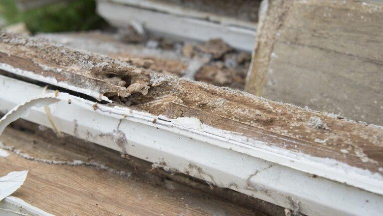 Drywood Termite Facts, Description, and Pictures