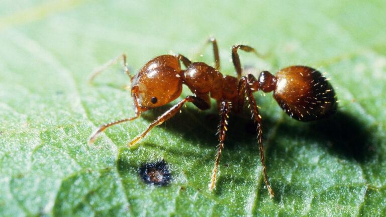 Thief Ant - Facts and Identification with Pictures