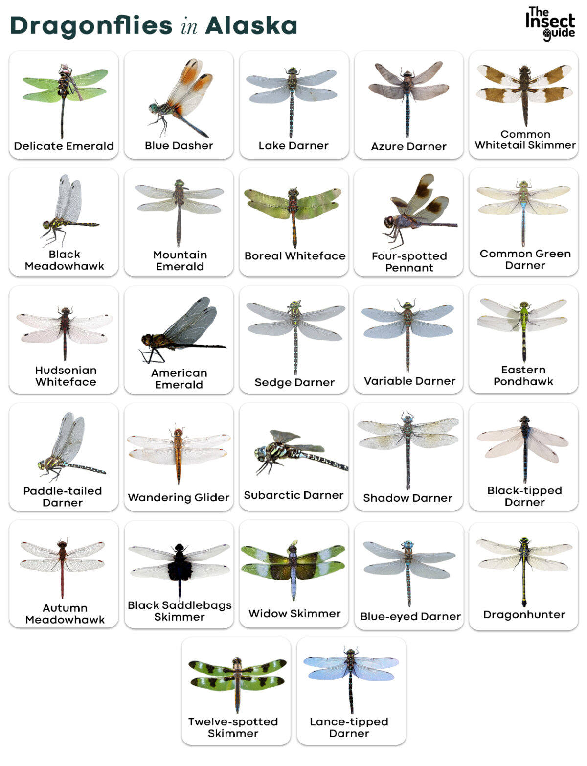 List of Common Types of Dragonflies in Alaska – with Pictures