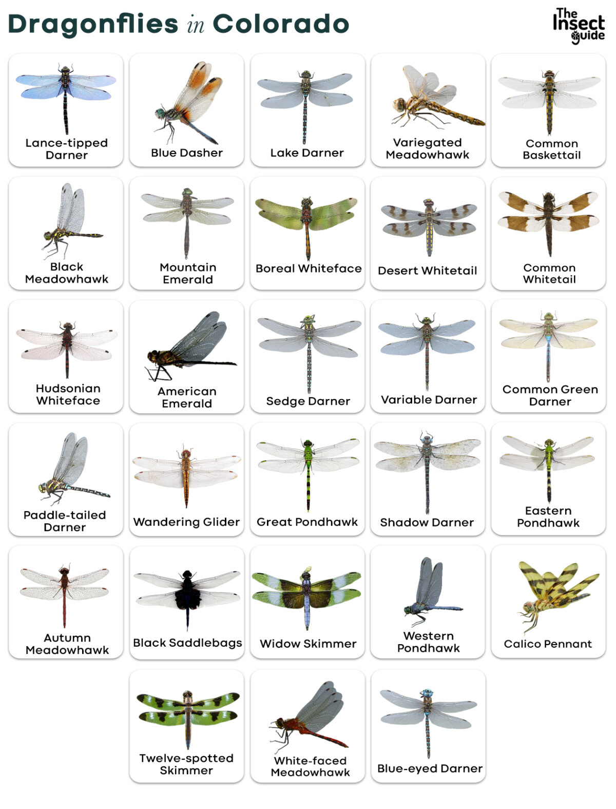 List of Common Types of Dragonflies in Colorado – with Pictures
