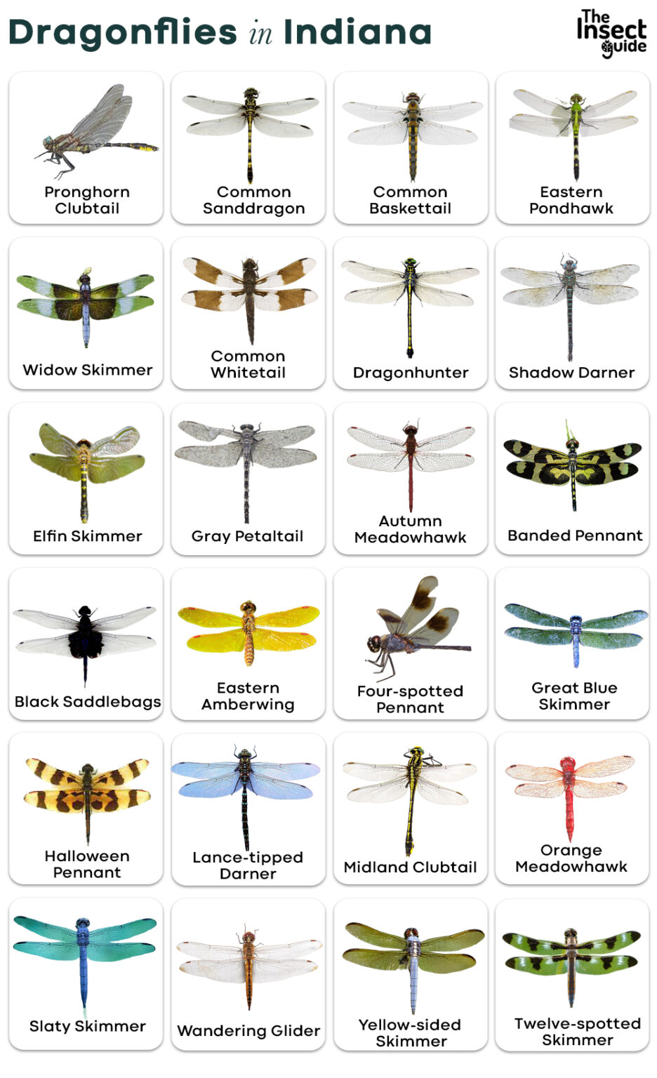 List of Common Types of Dragonflies in Indiana – with Pictures