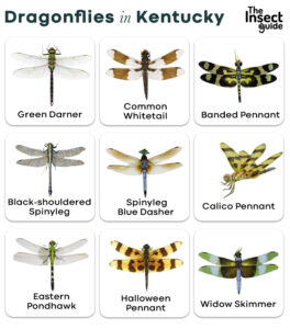 List of Common Types of Dragonflies in Kentucky – with Pictures