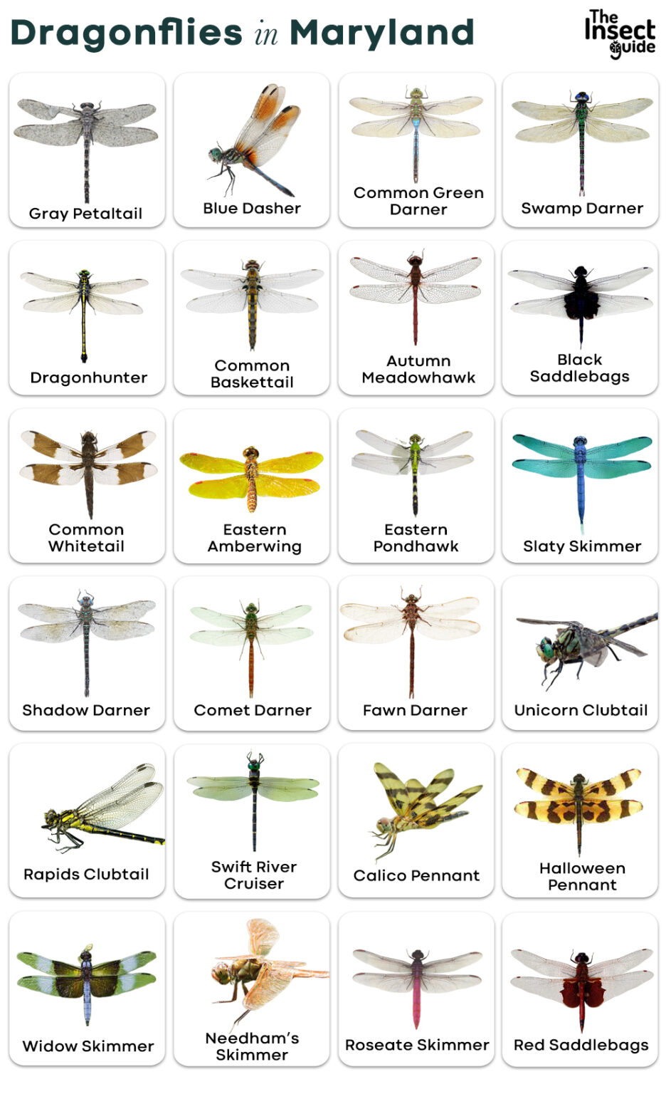 List of Common Types of Dragonflies in Maryland – with Pictures