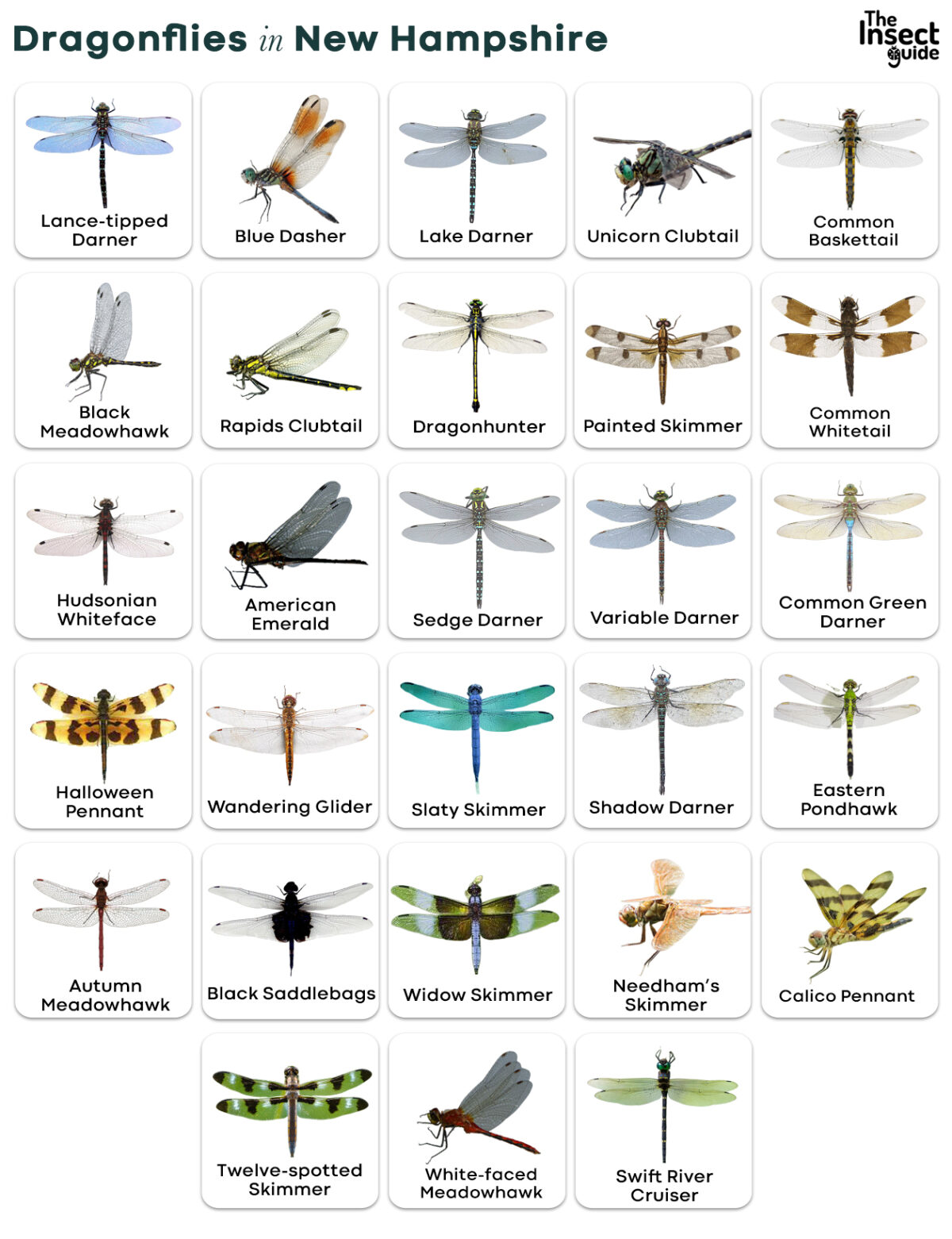 List of Common Types of Dragonflies in New Hampshire – with Pictures