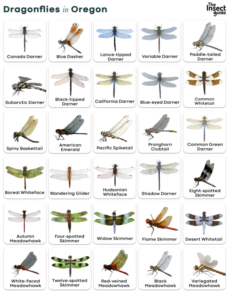 List of Common Types of Dragonflies in Oregon – with Pictures