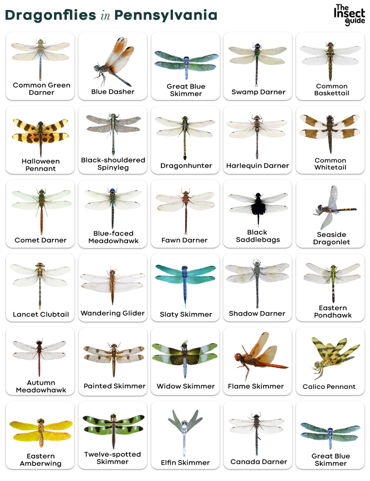 List of Common Types of Dragonflies in Pennsylvania – with Pictures