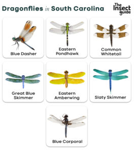 List of Common Types of Dragonflies in South Carolina – with Pictures