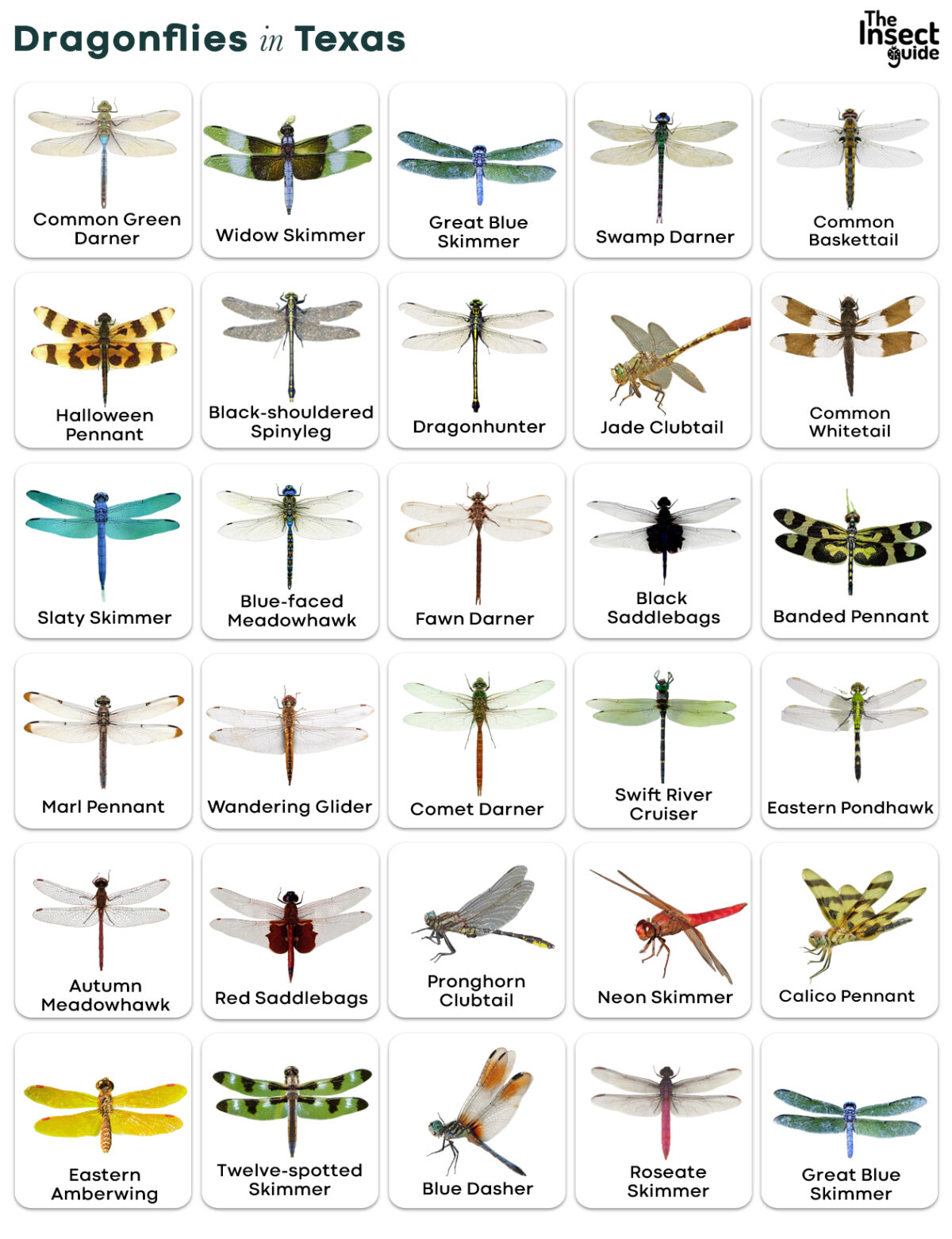 List of Common Types of Dragonflies in Texas – with Pictures
