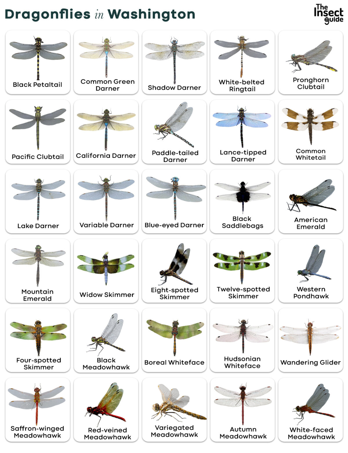 List of Common Types of Dragonflies in Washington – with Pictures