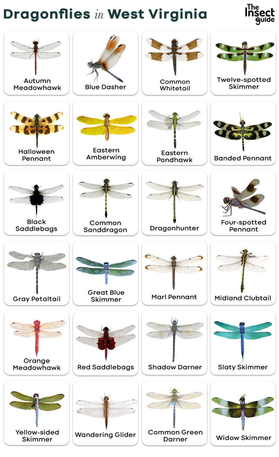 List of Common Types of Dragonflies in West Virginia – with Pictures