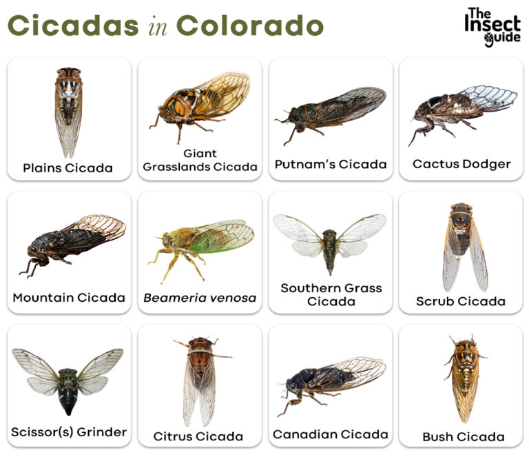 List of Common Types of Cicadas in Colorado – with Pictures