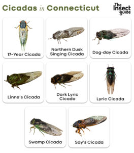 List of Common Types of Cicadas in Connecticut – with Pictures