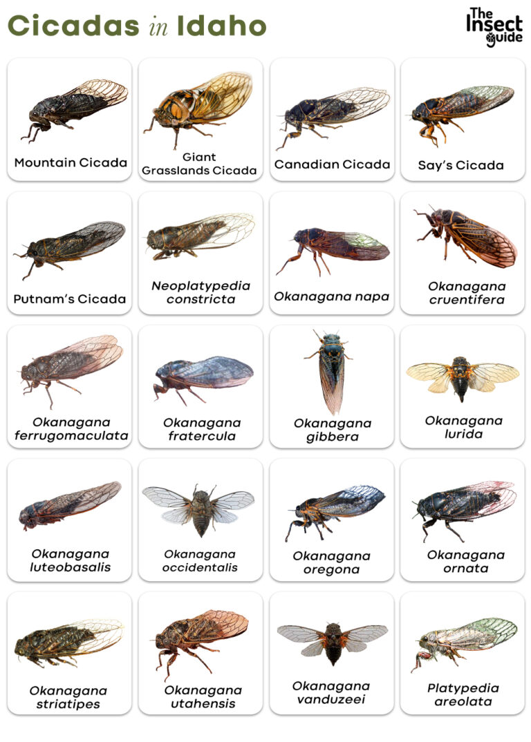 List of Common Types of Cicadas in Idaho – with Pictures