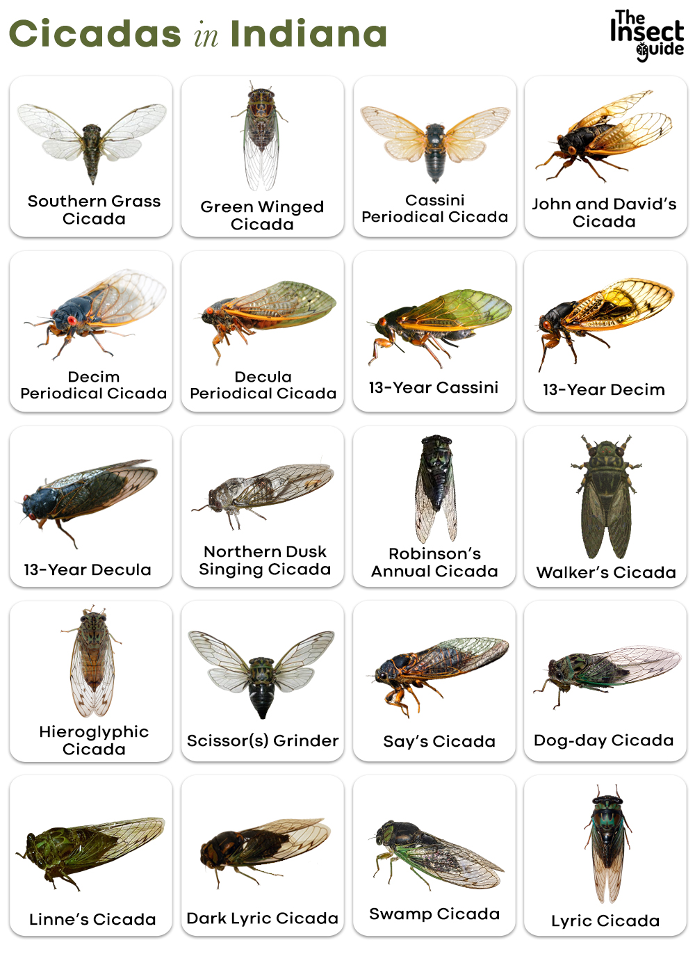 List of Common Types of Cicadas in Indiana – with Pictures