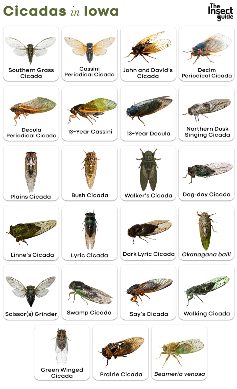 List of Common Types of Cicadas in Iowa – with Pictures
