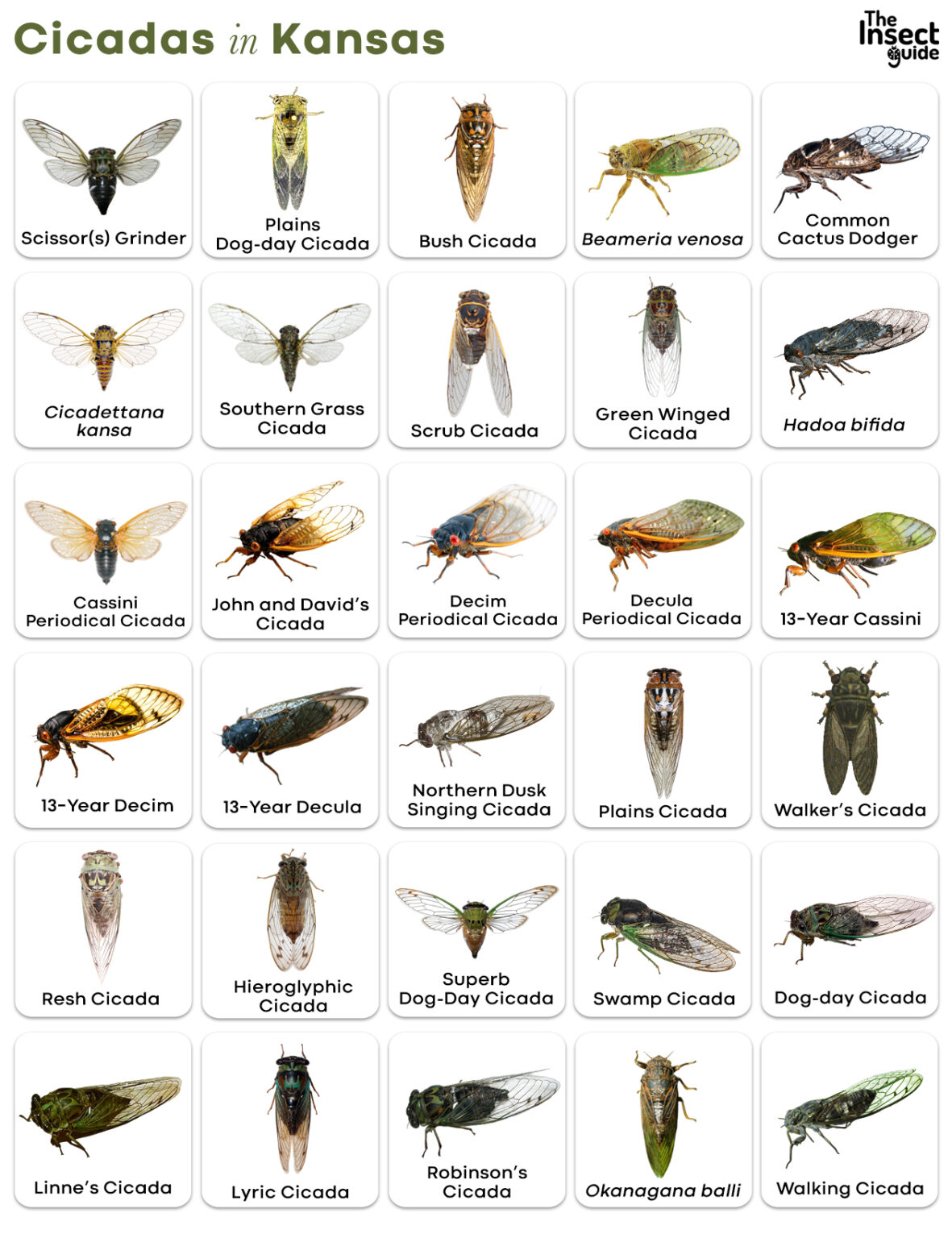 List of Common Types of Cicadas in Kansas – with Pictures