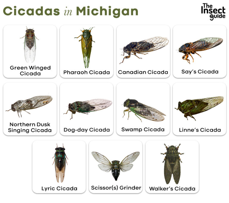 List of Common Types of Cicadas in Michigan – with Pictures