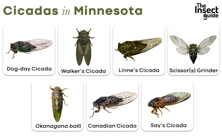 List of Common Types of Cicadas in Minnesota – with Pictures