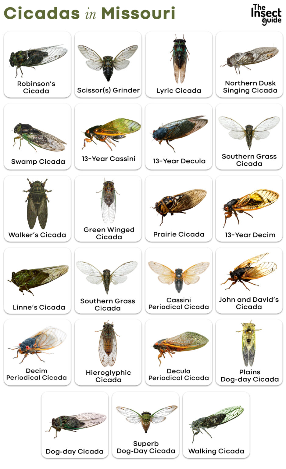List of Common Types of Cicadas in Missouri – with Pictures