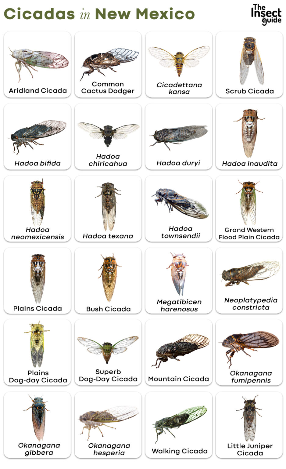 List of Common Types of Cicadas in New Mexico – with Pictures