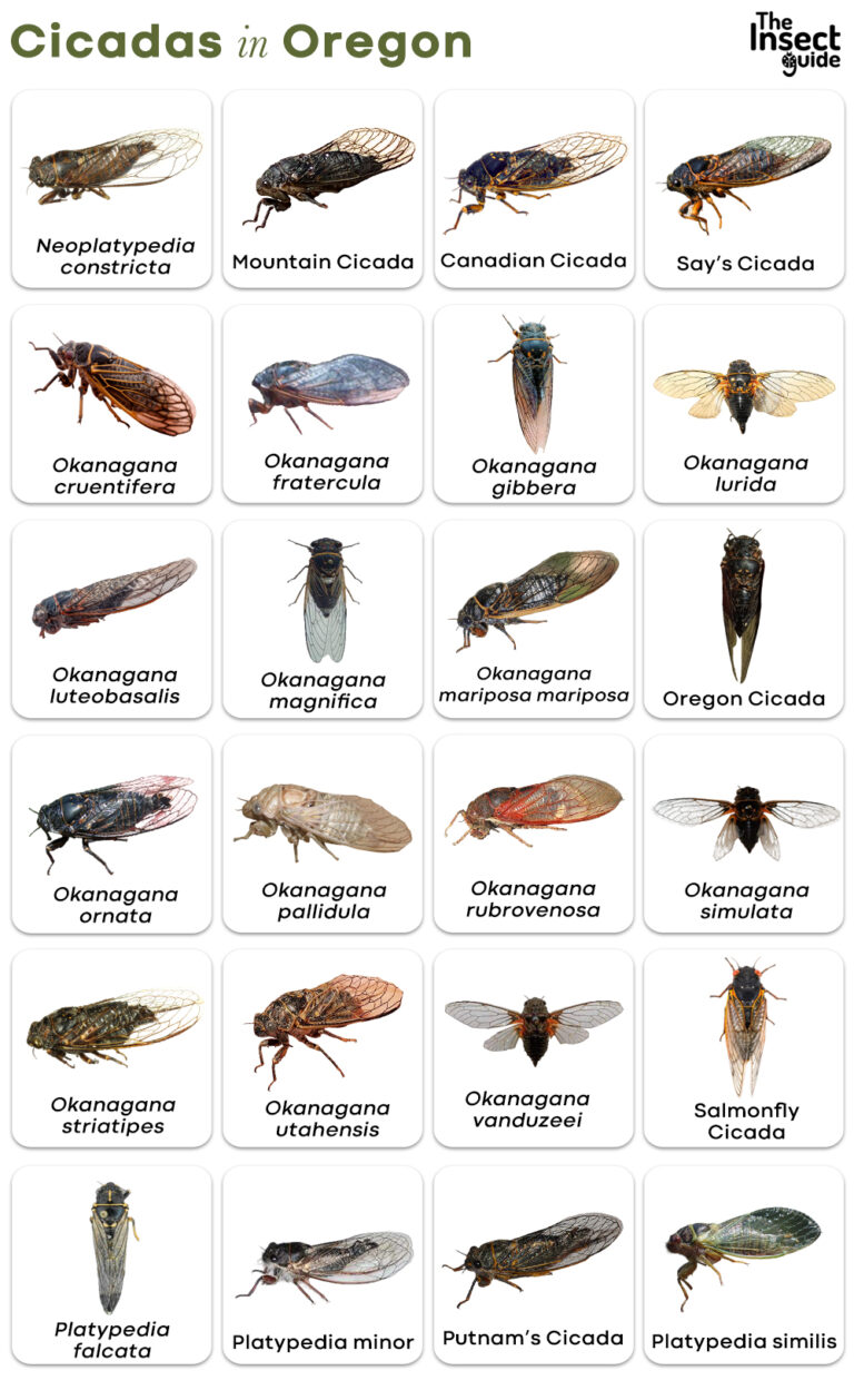 List of Common Types of Cicadas in Oregon – with Pictures