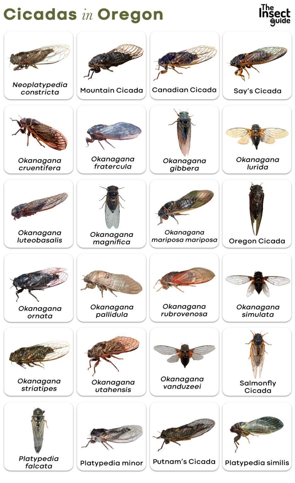 List of Common Types of Cicadas in Oregon – with Pictures