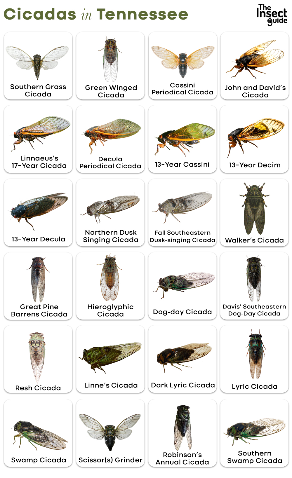 List of Common Types of Cicadas in Tennessee – with Pictures