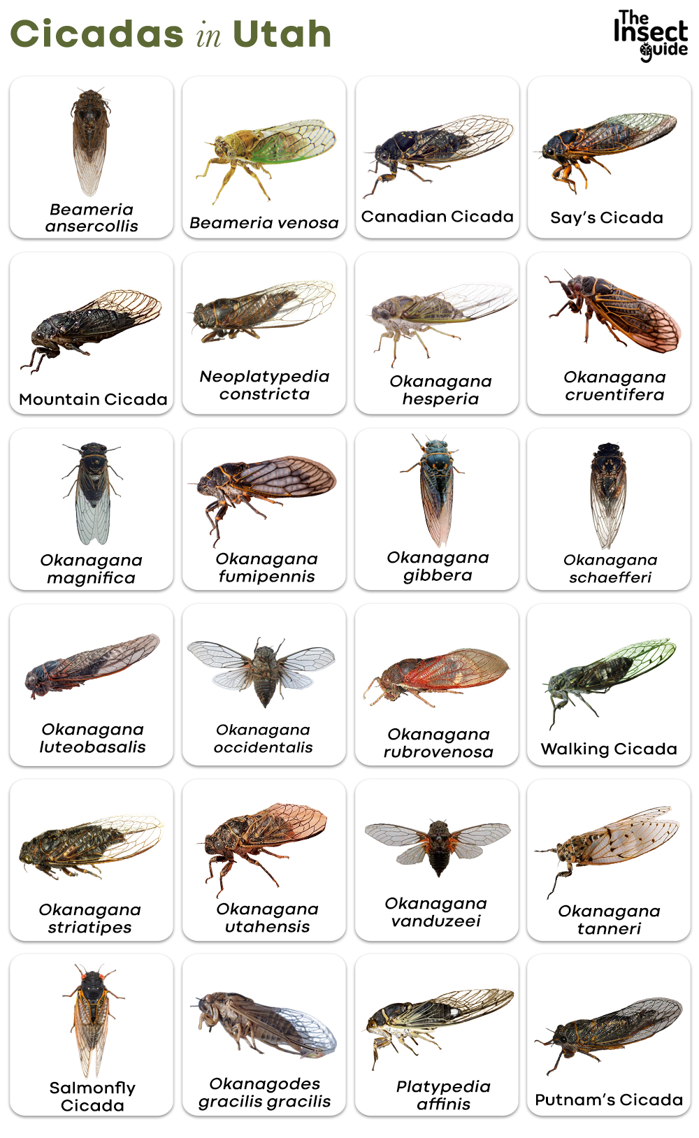 List of Common Types of Cicadas in Utah – with Pictures
