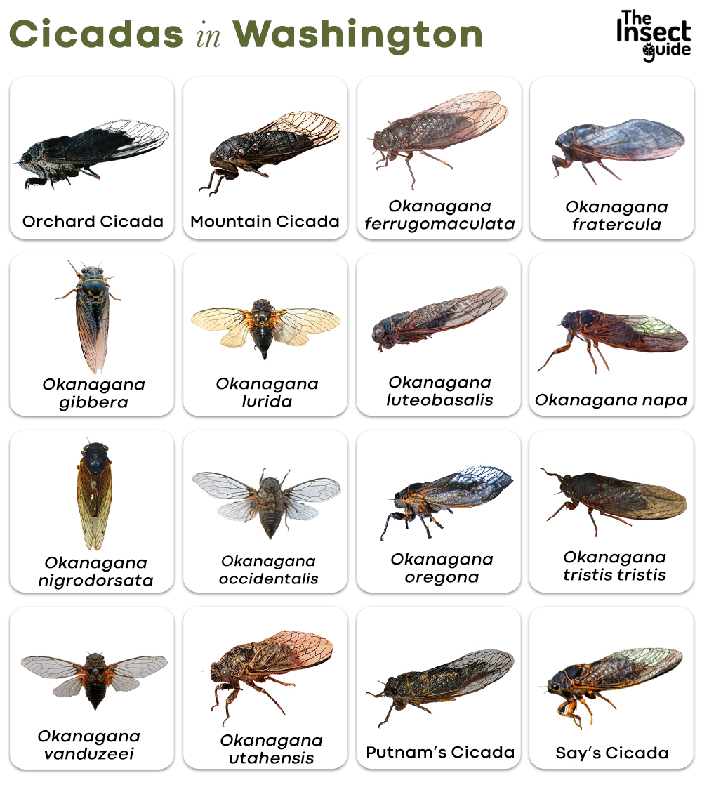 List of Common Types of Cicadas in Washington State – with Pictures