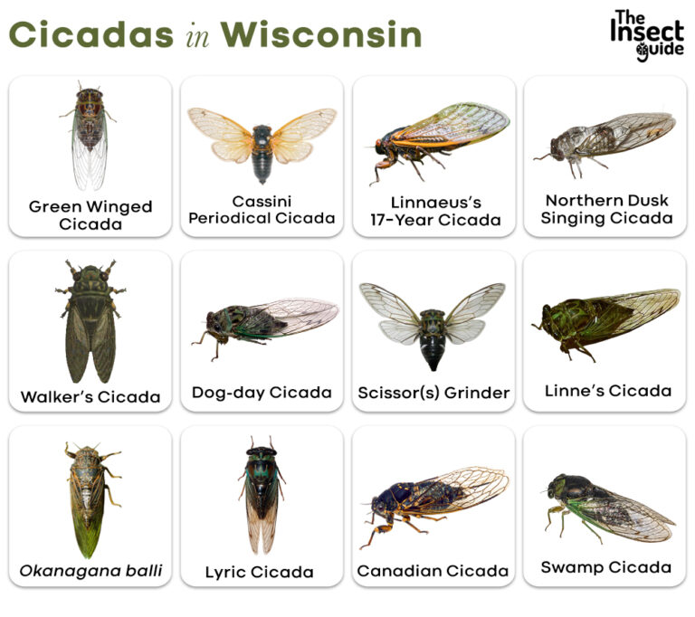 List of Common Types of Cicadas in Wisconsin – with Pictures