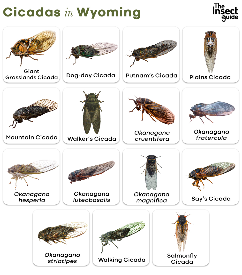 List of Common Types of Cicadas in Wyoming – with Pictures